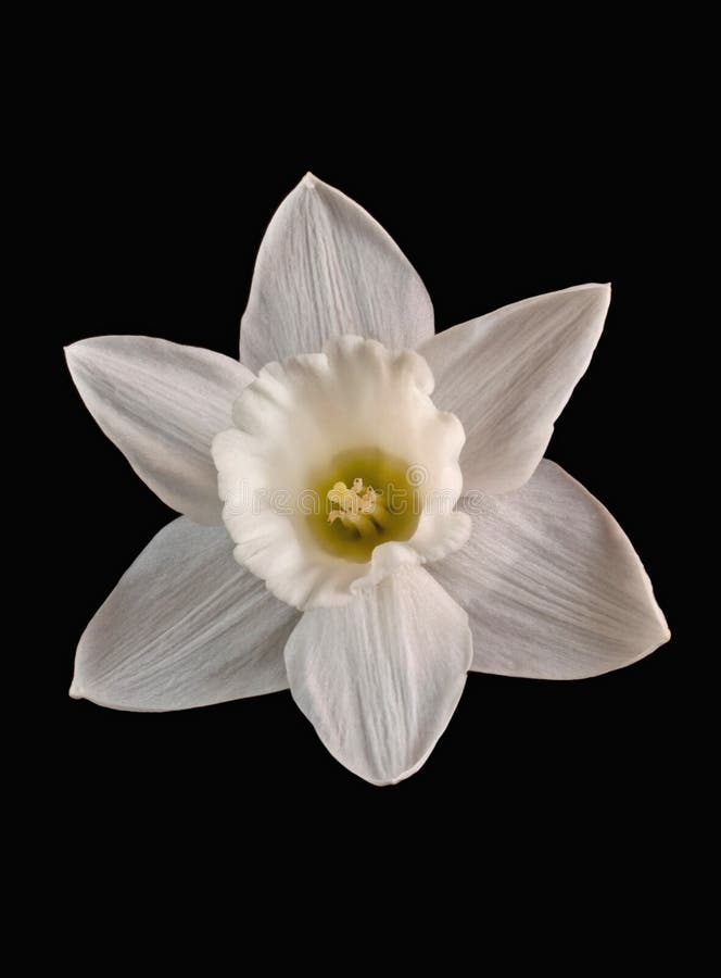 Narciso blanco foto de archivo. Imagen de cierre, plantas - 14013538