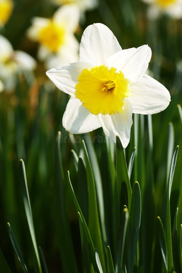 Narcisos Blancos Y Amarillos Foto de archivo - Imagen de narcisos ...