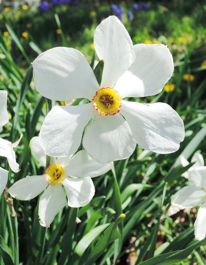 Narciso blanco foto de archivo. Imagen de parque, flora - 32473096