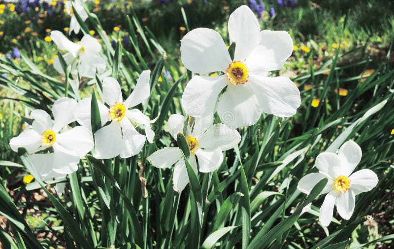 Narciso blanco imagen de archivo. Imagen de campo, hierba - 32473103