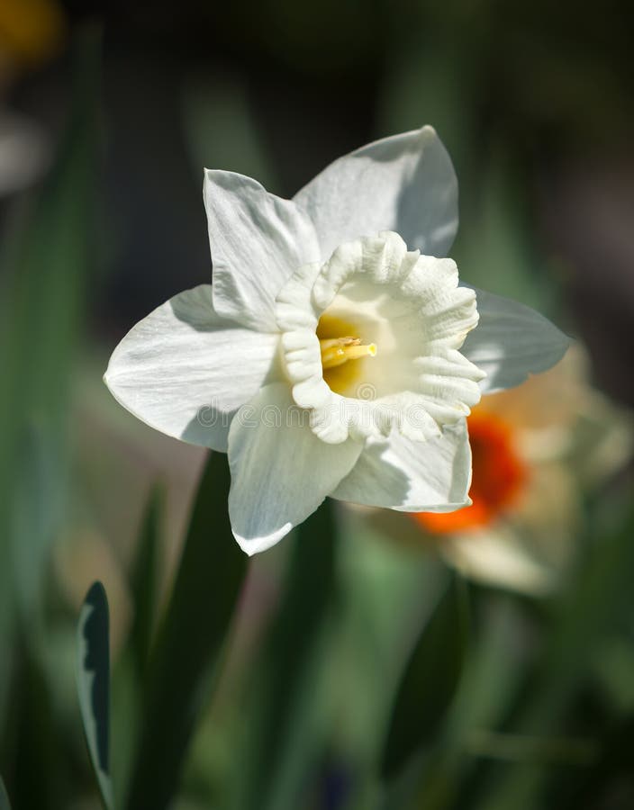 Narciso blanco imagen de archivo. Imagen de sunlight - 38842773