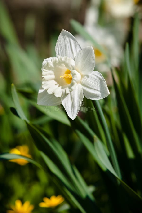 44,026 Flor De Los Narcisos Blancos Fotos de stock - Fotos libres de ...