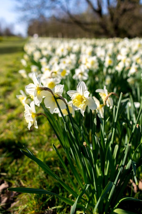 Narciso Blanco Daffodil Y Tulipán En El Lecho Floral Para El Jardín De ...