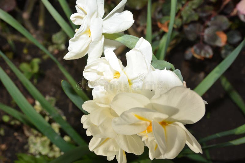 Narciso Blanco Con El Centro Amarillo Foto de archivo - Imagen de verde ...