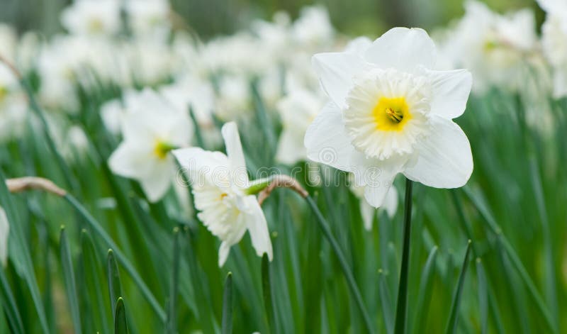 Narciso Blanco De La Flor Del Resorte Imagen de archivo - Imagen de ...