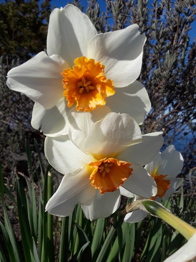 Narciso blanco foto de archivo. Imagen de verde, flor - 13915868