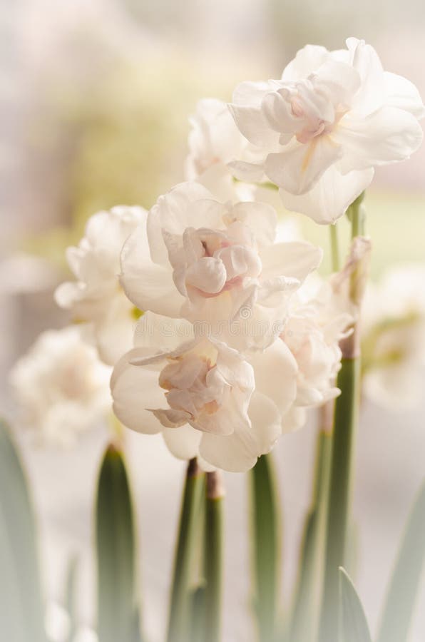 Narciso Blanco Y Primavera Verde Imagen de archivo - Imagen de crezca ...