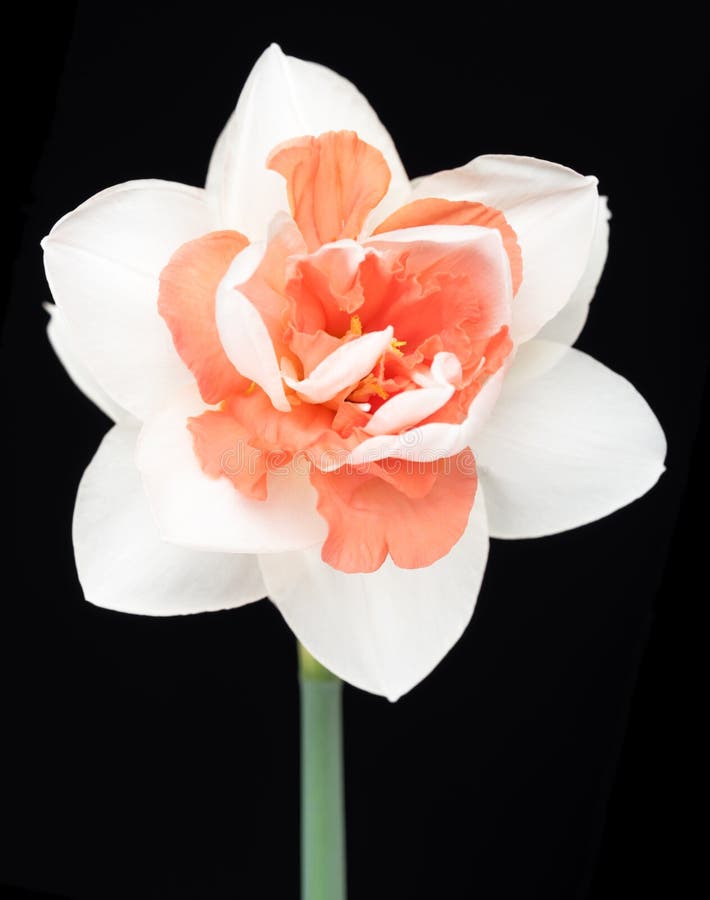 Narciso Negro De La Flor Fotos De Stock - Download 770 Fotos Libres de ...