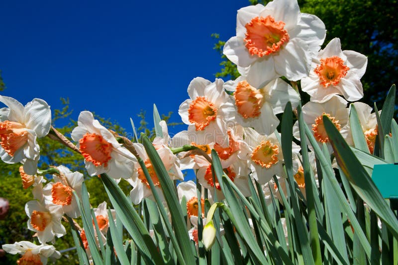 Narciso de color imagen de archivo. Imagen de macro, campo - 19443909