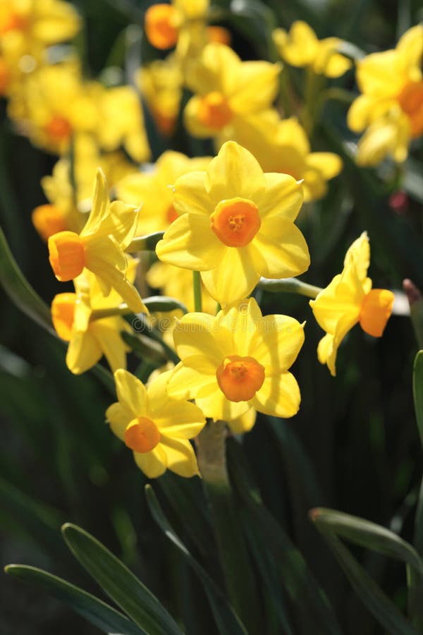 Narcisi Gialli Di Pasqua in Fiore, Fiori Di Narciso, Muro Di Pietra ...