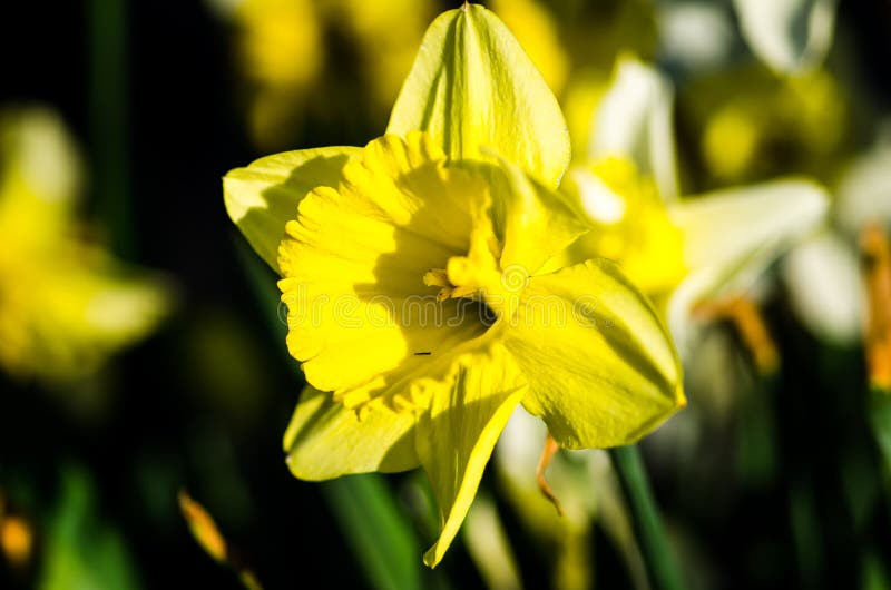 Narciso giallo immagine stock. Immagine di fiore, fiori - 90503141