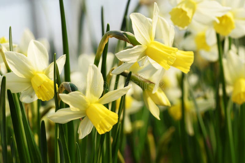 Narciso o narcisi bicolori fotografia stock. Immagine di molla - 51683152