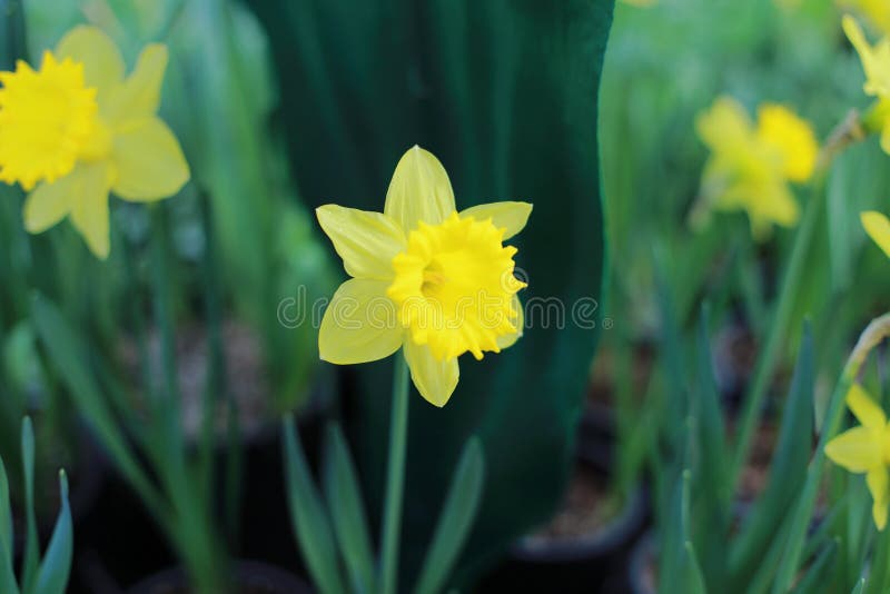 Narciso Selvatico O Giglio Prestato Fotografia Stock - Immagine di ...
