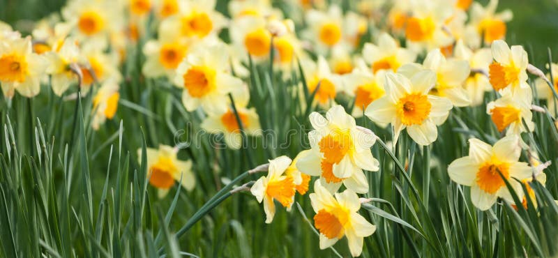 Narcisos Amarillos De La Primavera. Imagen de archivo - Imagen de ...