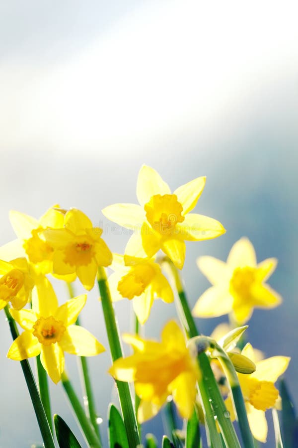 Narcisos Amarillos De La Primavera. Imagen de archivo - Imagen de ...