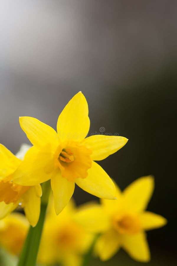 Narcisos Amarillos De La Primavera. Imagen de archivo - Imagen de ...
