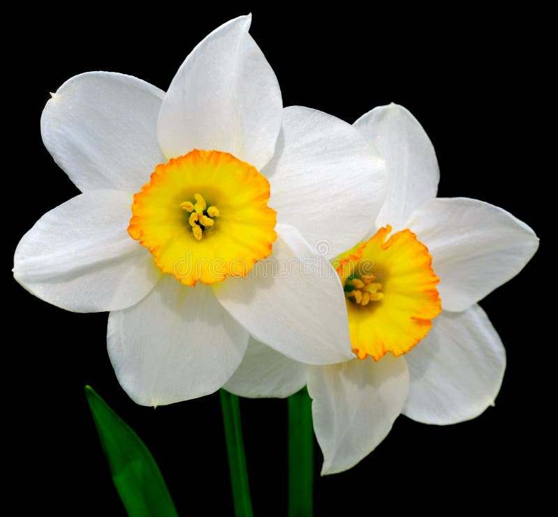 Narcisse Photos Stock - Téléchargez 39,252 Photos libres de droits