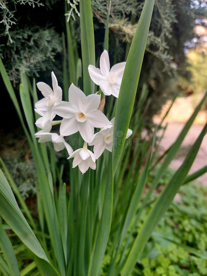 Narcisse Fleur Blanche Fleur Blanche Fleur Blanche Image stock - Image ...