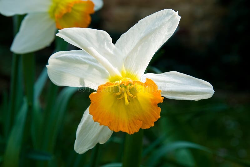 Narcissen stock foto. Image of bloemen, geel, nasals - 13355294