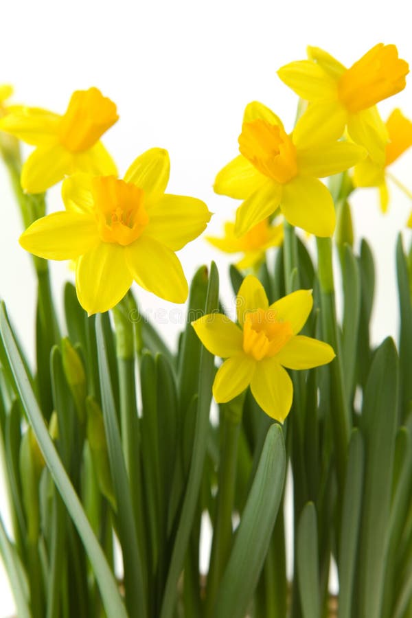 Narcissen stock afbeelding. Image of regeling, schoonheid - 2758199