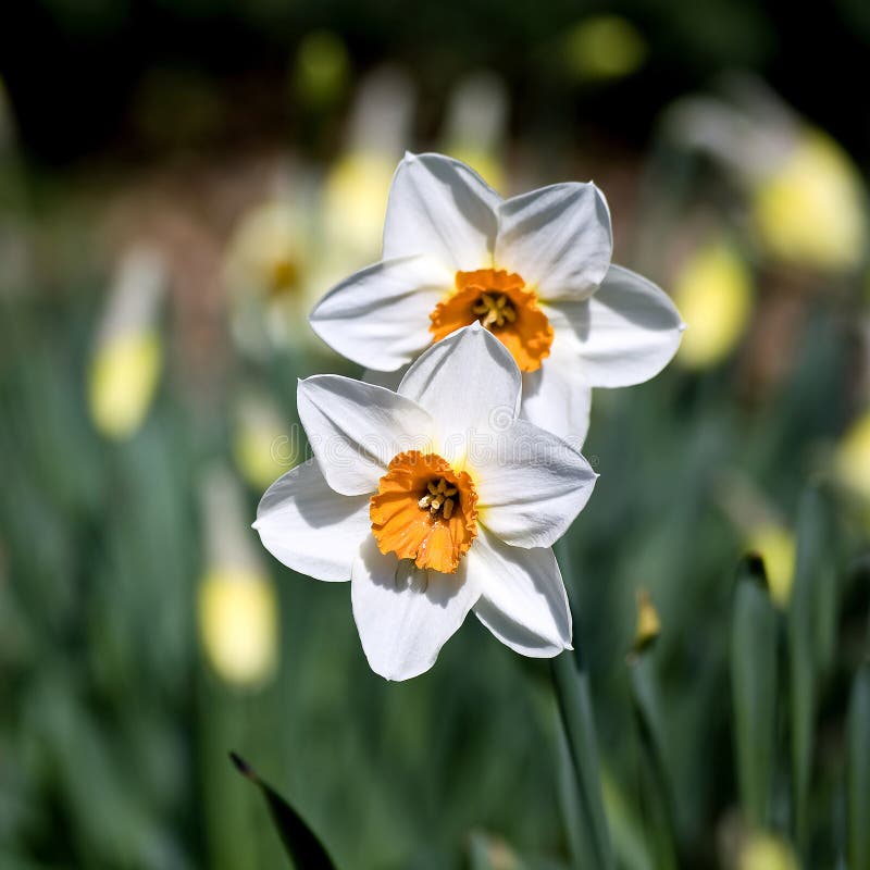Narcissen, Soort Van Plantsamily Fperennial De Lente Eeuwigdurende ...