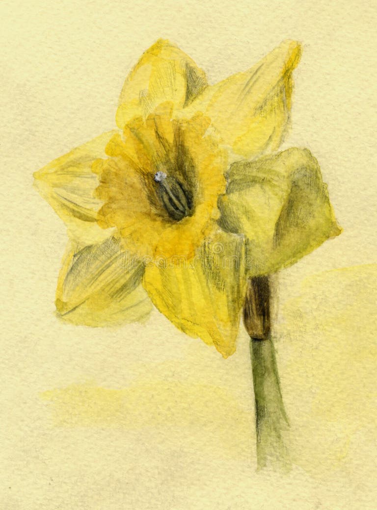 Yellow Flower Narcissus Stock Illustrations – 13,689 Yellow Flower ...