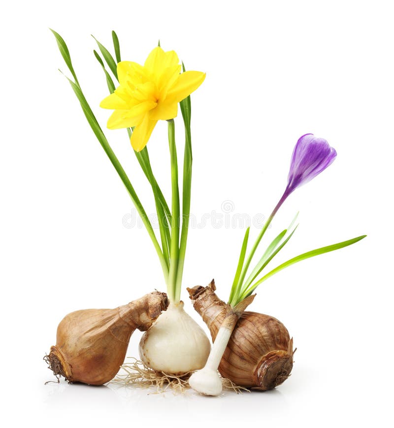 Narcissus from Bulb with Root Stock Photo - Image of ecology ...
