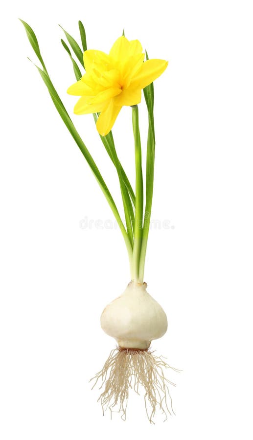 Narcissus From Bulb With Root Stock Image - Image of life, natural ...