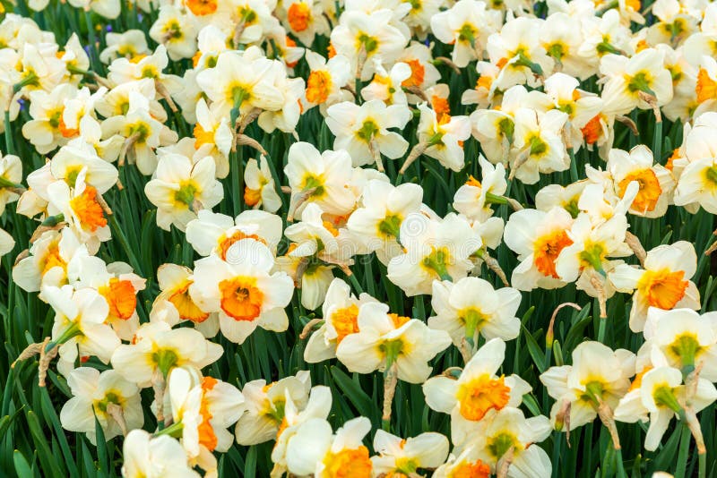 Narcissus Field in Bloom on Spring in Garden Stock Image - Image of ...