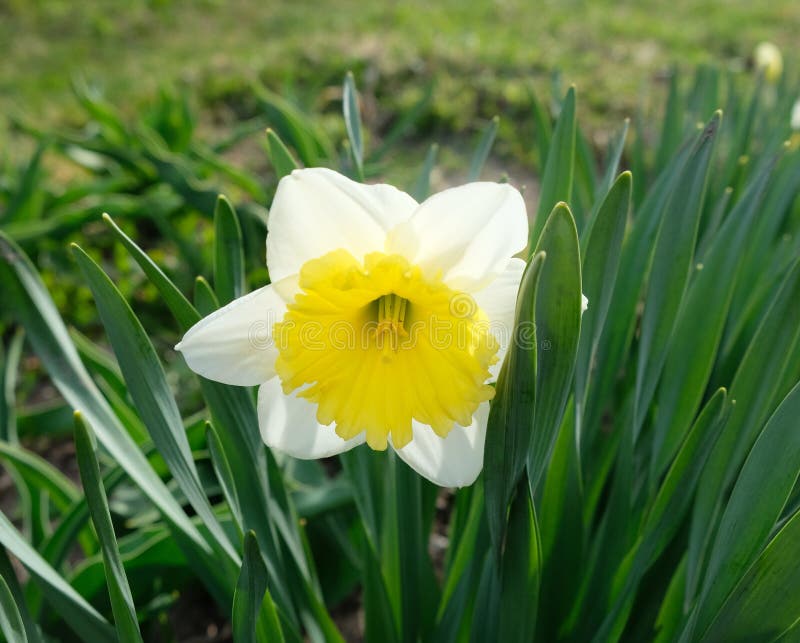 One Narcissus Flower on a Background of Green Stems Stock Image - Image ...