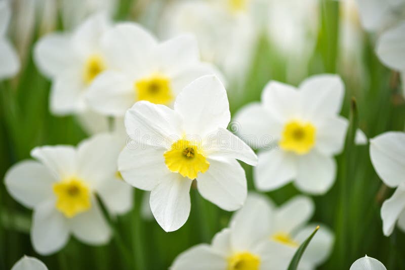 Narcissus Flower, Daffodils. Spring Flowers in the Garden Stock Image ...