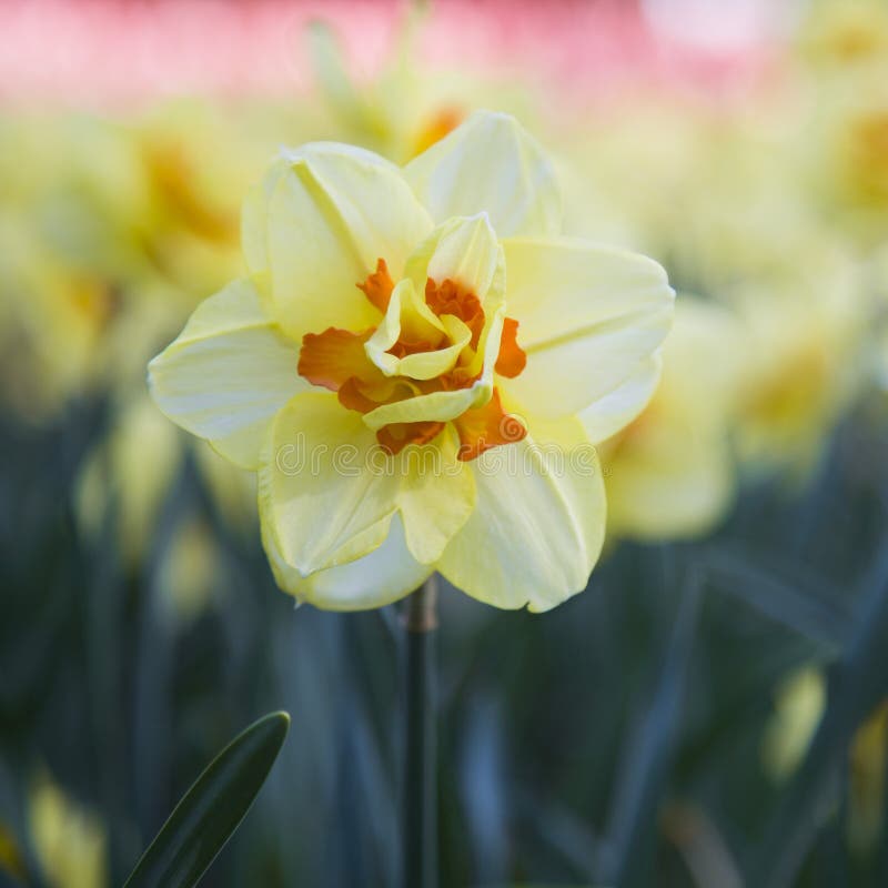 Narcissus flower stock photo. Image of fresh, beautiful - 42234574