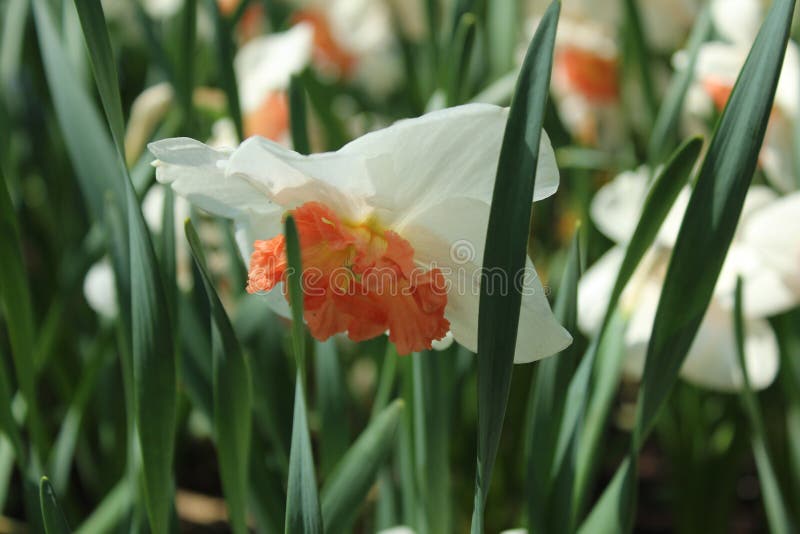 Narcissus Flower is White with an Orange Middle Close-up. Growing ... Narcissus Flower is White with an Orange Middle Close-up. Growing ...