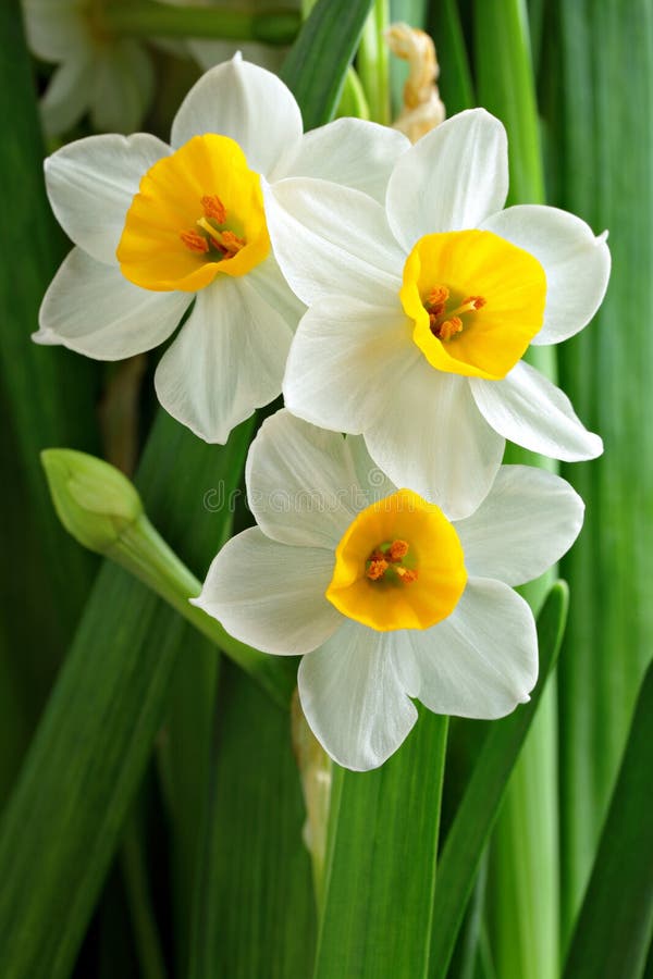 Narcissus flowers stock image. Image of garden, white - 23261079