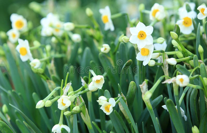 Narcissus flowers stock photo. Image of green, leaf, daffadilly - 37370766
