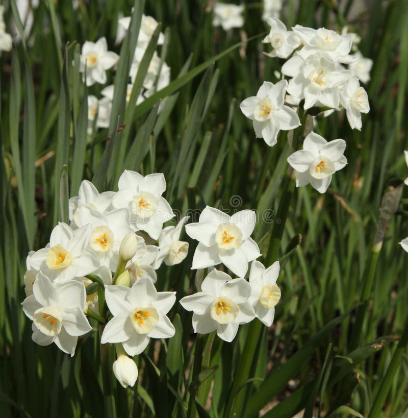 Narcissus Flowers of the Paperwhite Variety Stock Photo - Image of ...