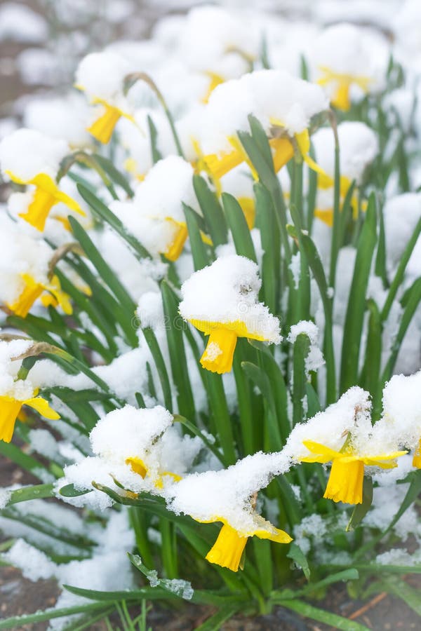 Narcissus Flowers Under Snow on Blurred Background Stock Image - Image ...