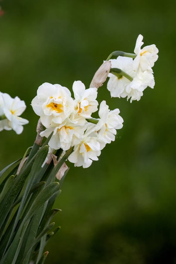 Narcissus Plant Beautiful White Spring Flower Stock Image - Image of ...