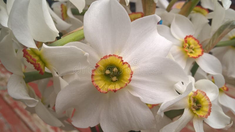 Narcissus Scilly stock image. Image of scilly, white - 98647011