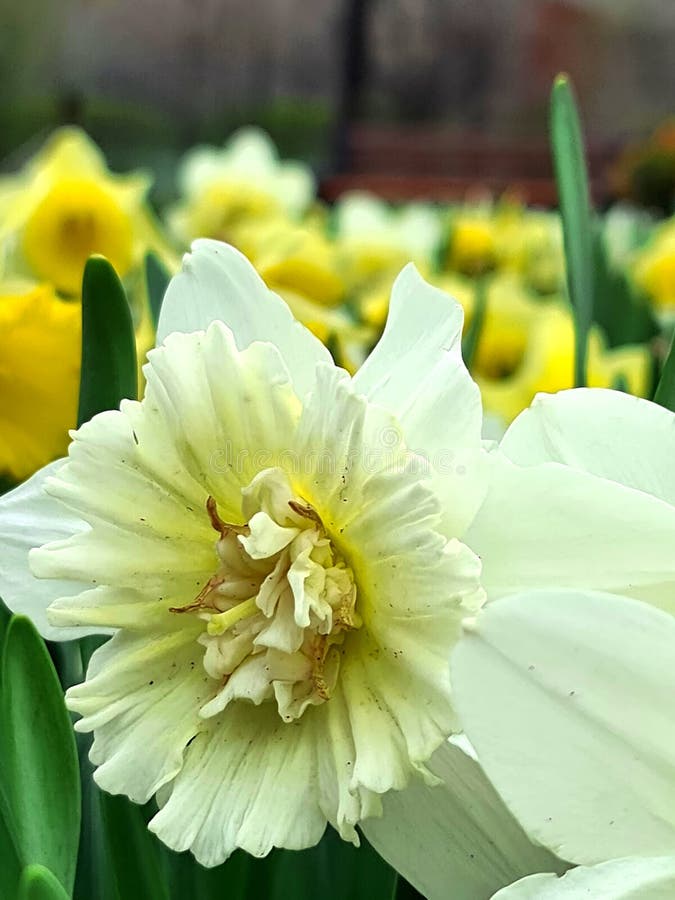 A Narcissus Starting To Whither after a Lush Bloom Stock Image - Image ...