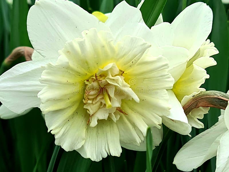 A Narcissus Starting To Whither after a Lush Bloom Stock Photo - Image ...