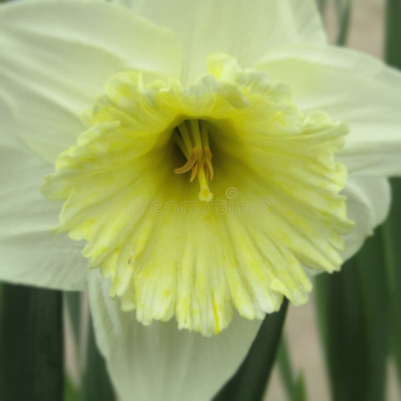 Narcissus stock image. Image of spring, ornamental, nature - 145933219
