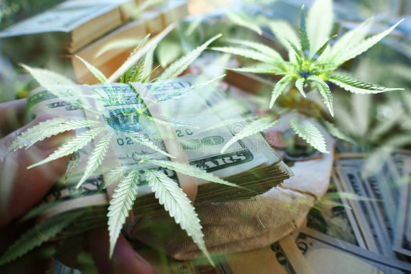 Narcotic Profits with Marijuana & Money High Quality Stock Image ...