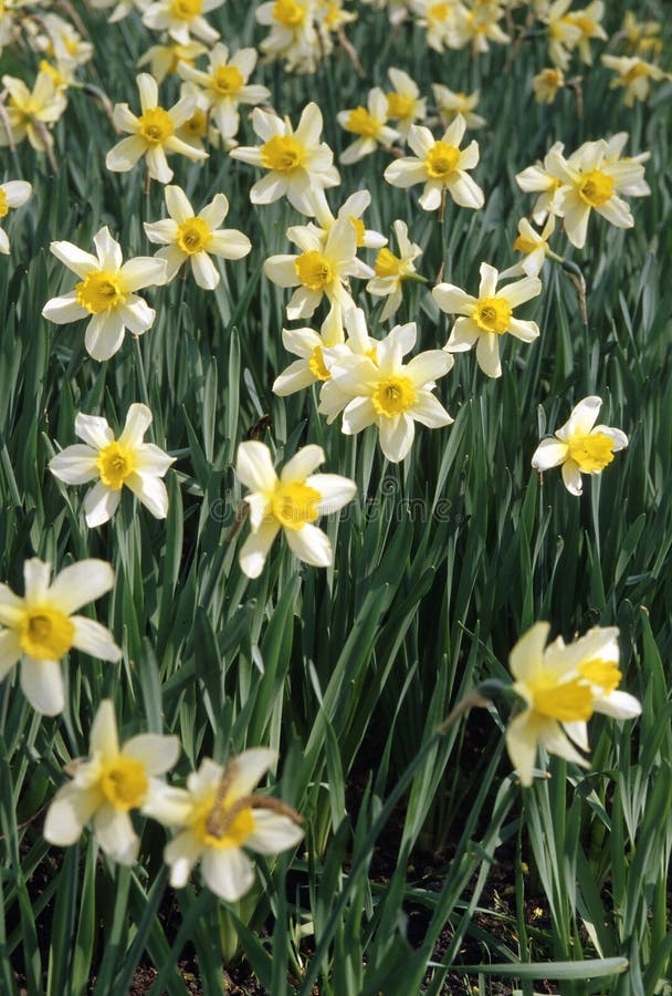 Narcyz zdjęcie stock. Obraz złożonej z narcyz, natura, greenbacks - 778004