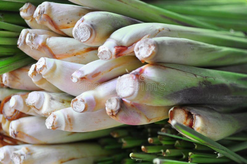 Nard indien image stock. Image du centrale, affichage - 15639973