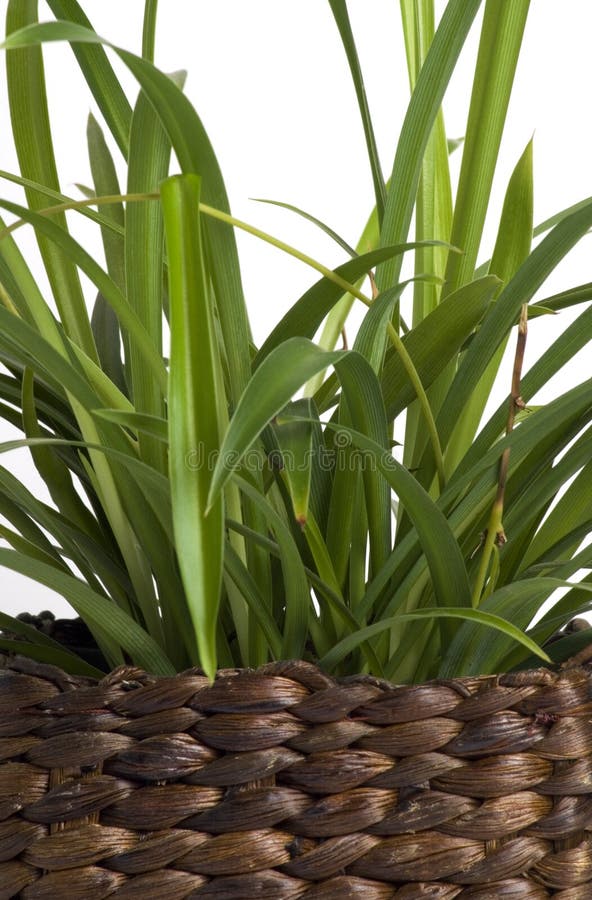 Planta do nardo foto de stock. Imagem de nardo, chinês - 1058308