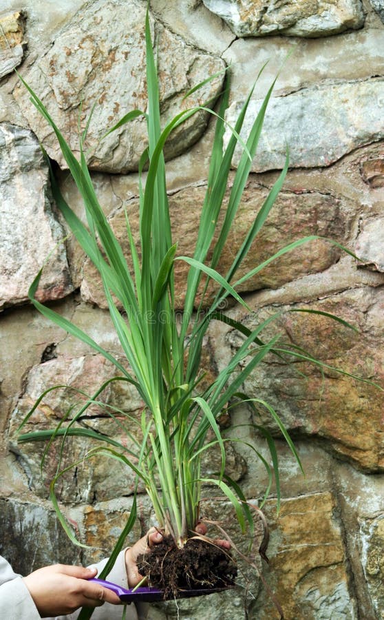 Nardo foto de stock. Imagem de jardinar, nardo, transplante - 35401590