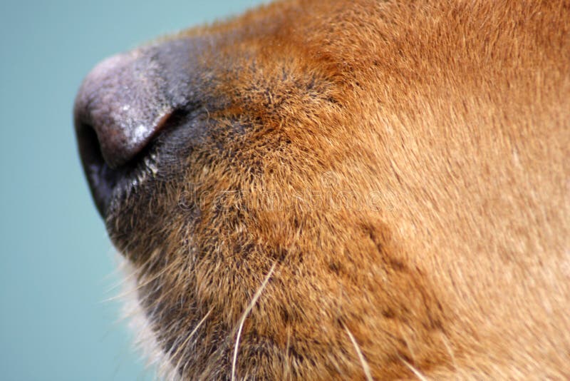 Nariz de perro imagen de archivo. Imagen de criatura, sensible - 5380953