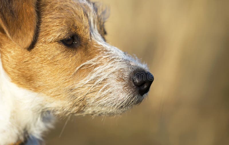 Nariz De Un Perrito Lindo Del Perro Casero Foto de archivo - Imagen de ...