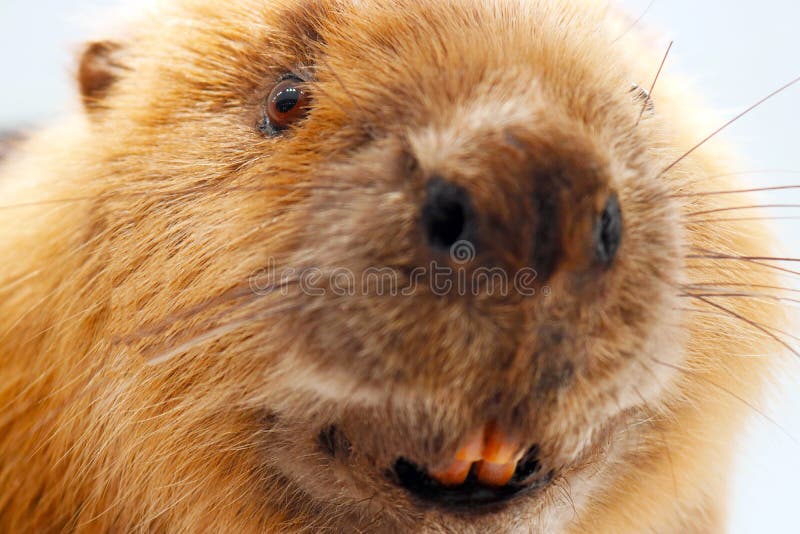 Nariz del castor foto de archivo. Imagen de barba, diente - 101587204
